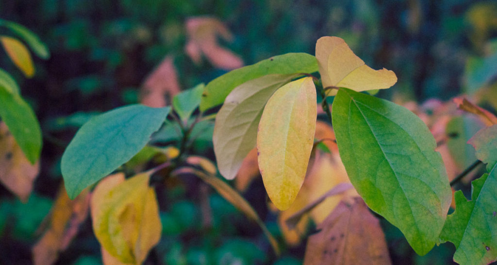 FallLeaves | Manistee County Tourism - Manistee, Michigan